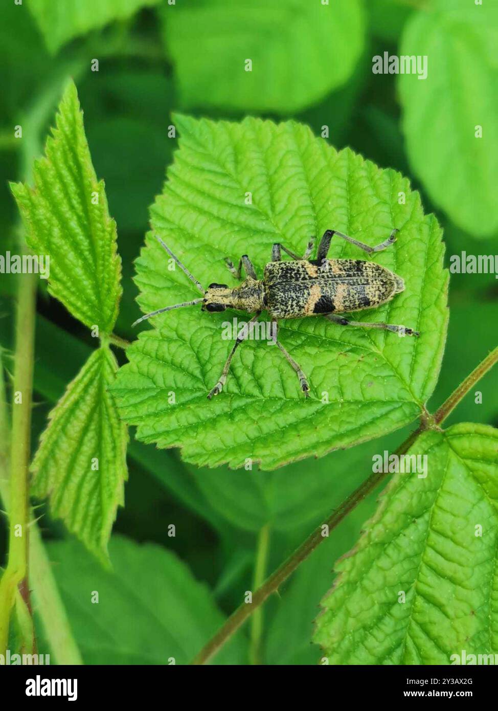 Blackspotted Longhorn Beetle (Rhagium mordax) Insecta Stock Photo - Alamy