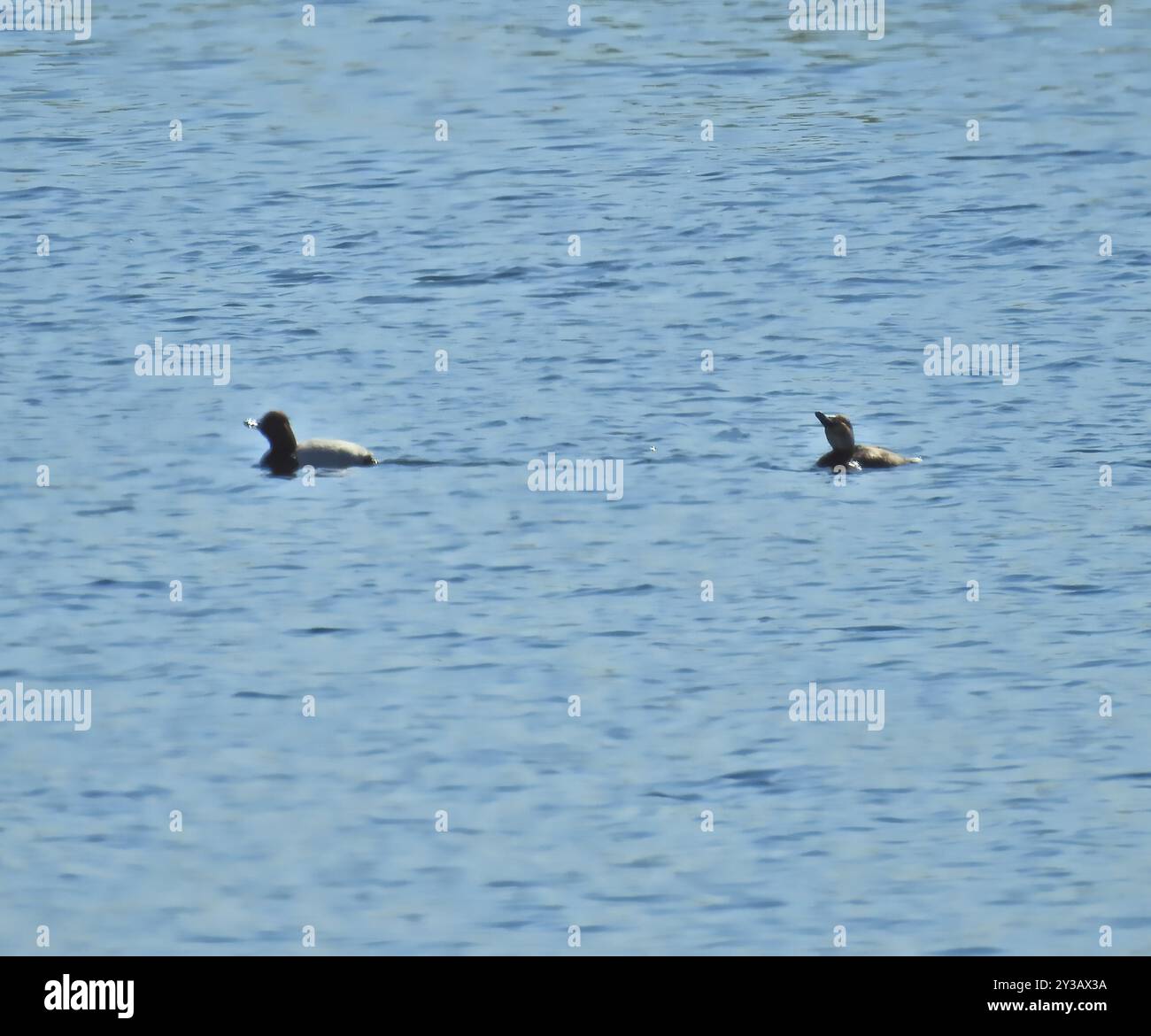 Common Pochard (Aythya ferina) Aves Stock Photo - Alamy