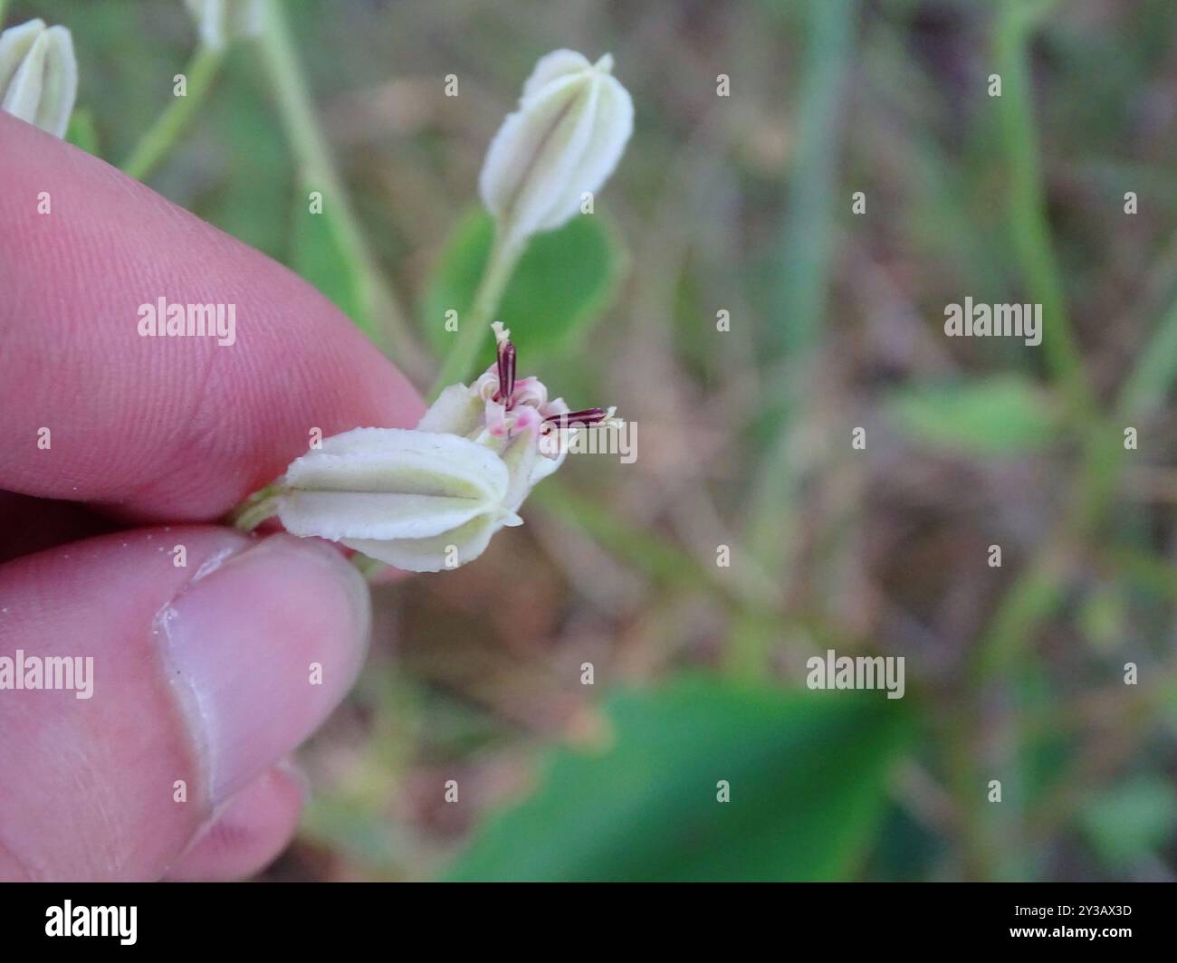 Florida Indian Plantain (Arnoglossum floridanum) Plantae Stock Photo ...