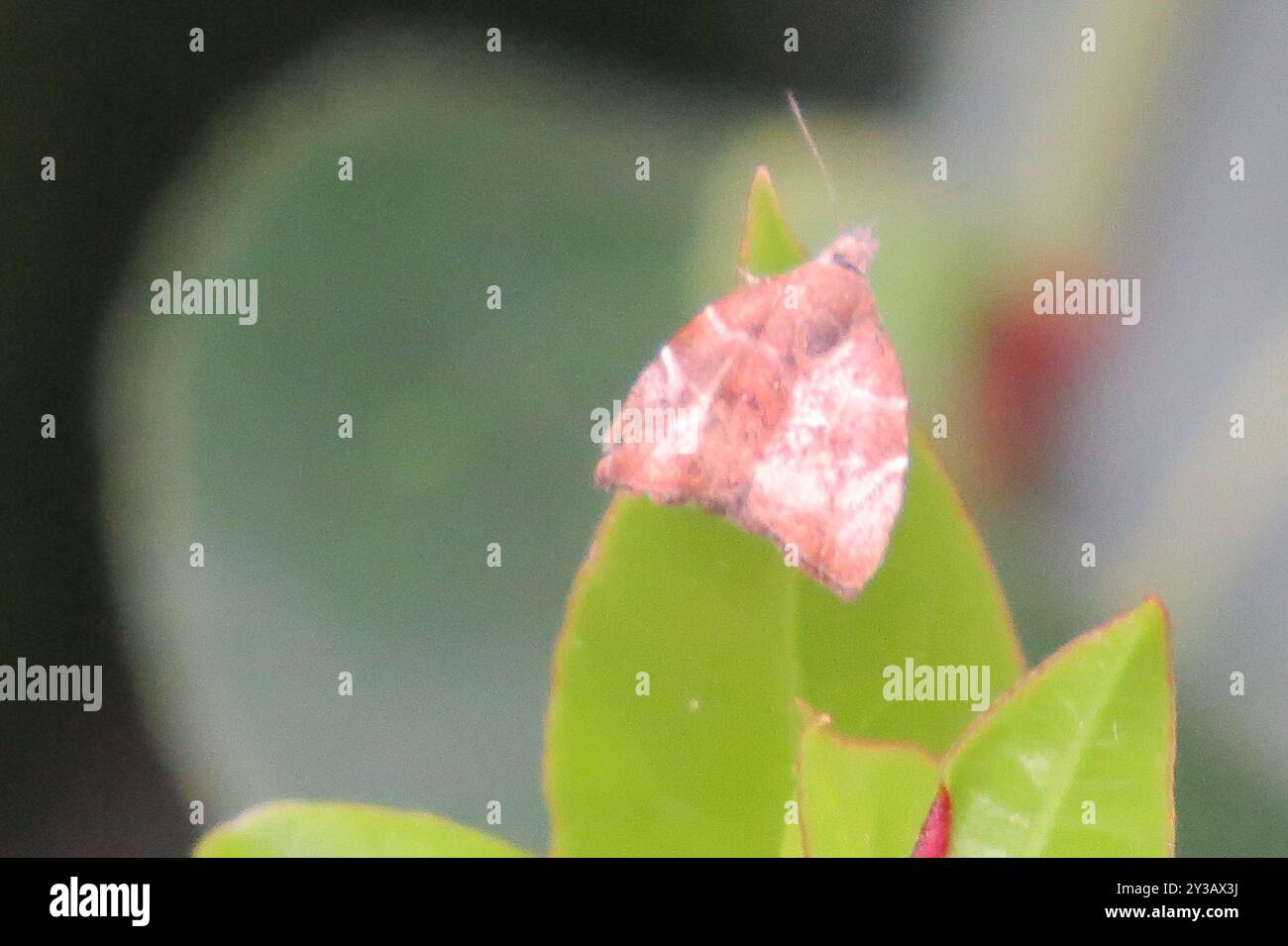 fig-tree skeletonizer moth (Choreutis nemorana) Insecta Stock Photo - Alamy