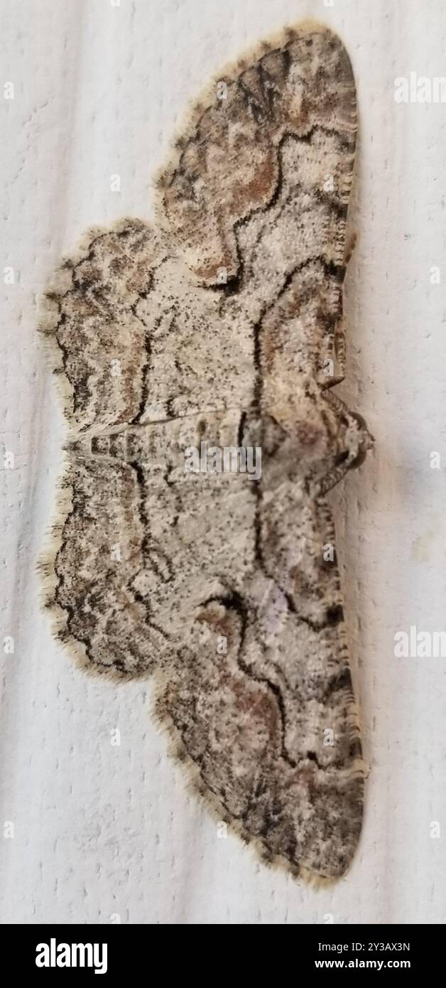 Brown-shaded Gray (Iridopsis defectaria) Insecta Stock Photo - Alamy