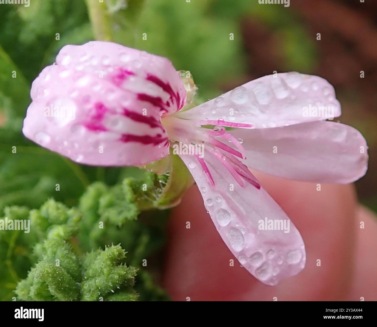oak-leaved geranium (Pelargonium quercifolium) Plantae Stock Photo - Alamy