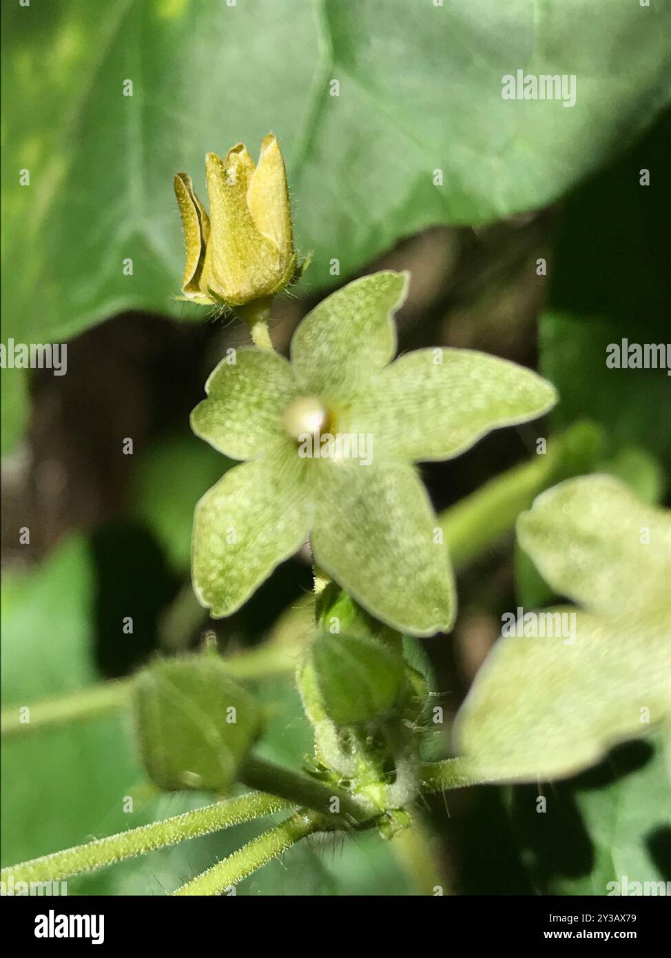 Pearl Milkweed (Matelea reticulata) Plantae Stock Photo - Alamy