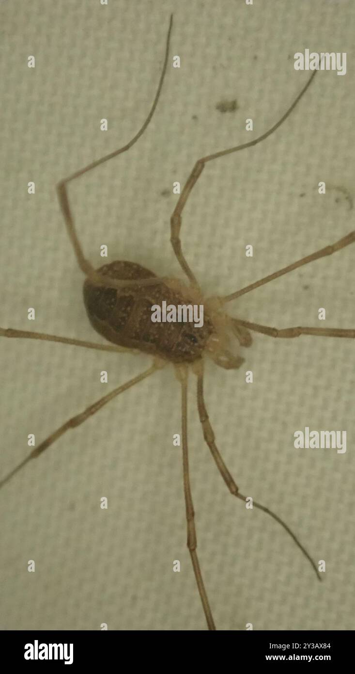 Spring Harvestman (Rilaena triangularis) Arachnida Stock Photo - Alamy