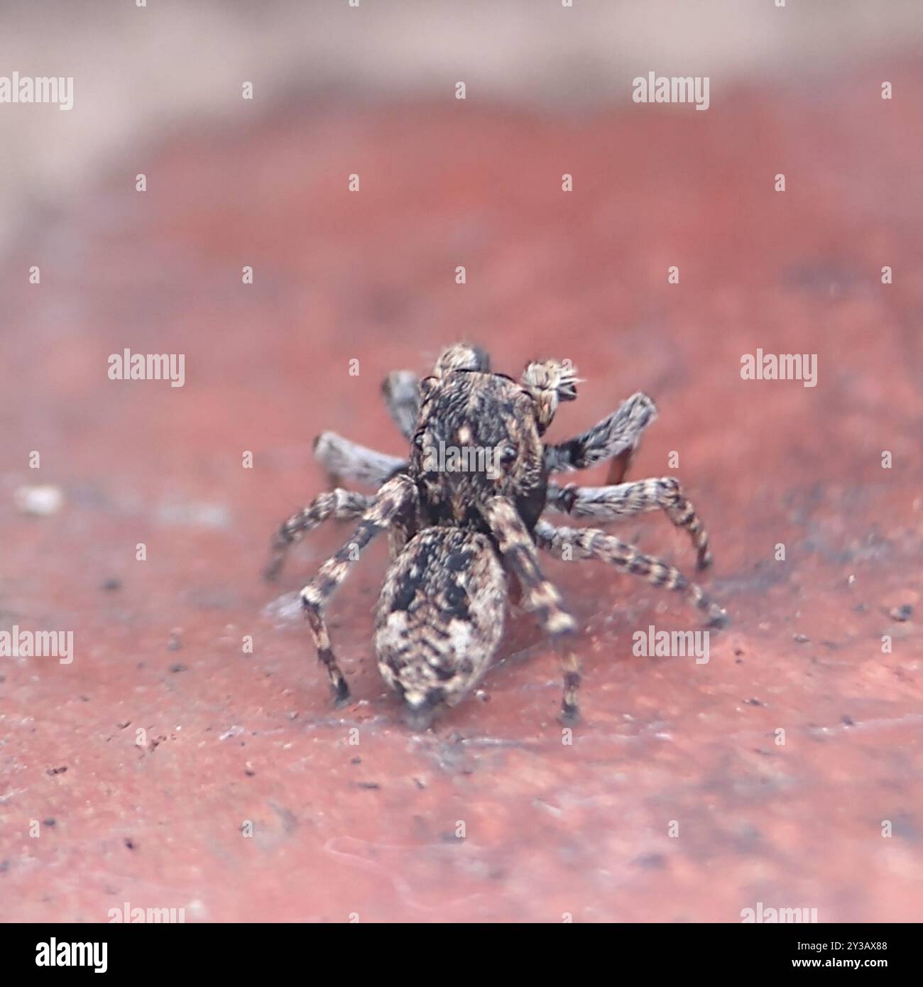 Downy jumping spider (Attulus pubescens) Arachnida Stock Photo - Alamy