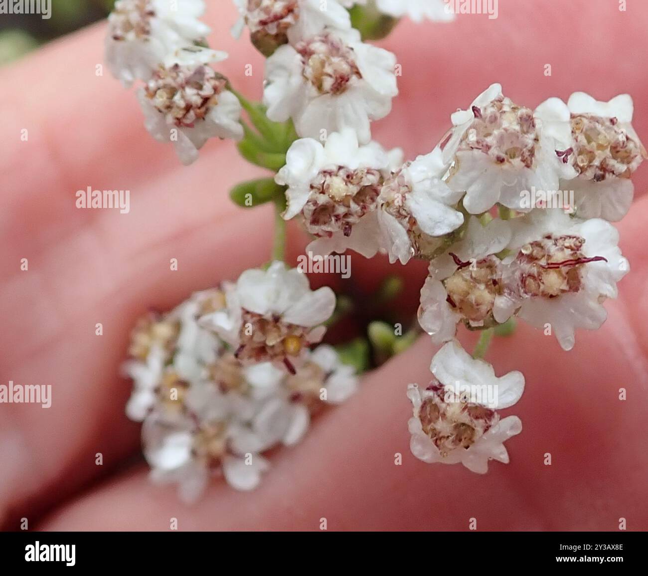 Cape Snow Bush (Eriocephalus africanus) Plantae Stock Photo - Alamy