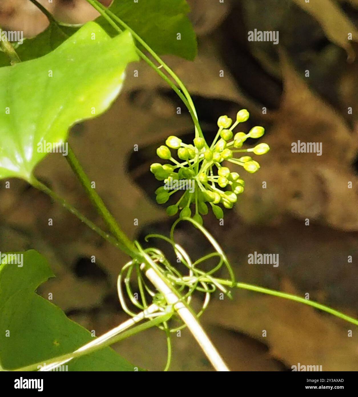 smooth carrionflower (Smilax herbacea) Plantae Stock Photo - Alamy