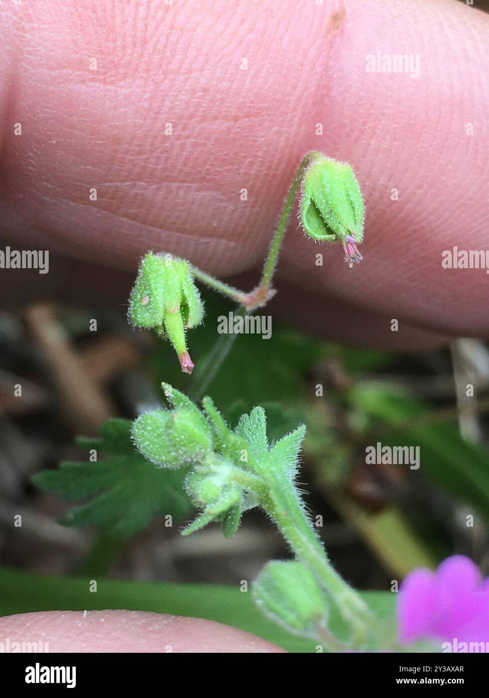 Dove's-foot crane's-bill (Geranium molle) Plantae Stock Photo - Alamy