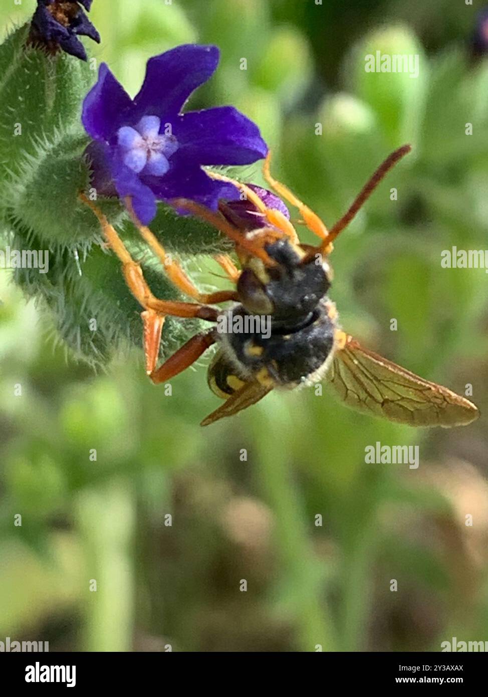 Nomad Bees (Nomada) Insecta Stock Photo - Alamy