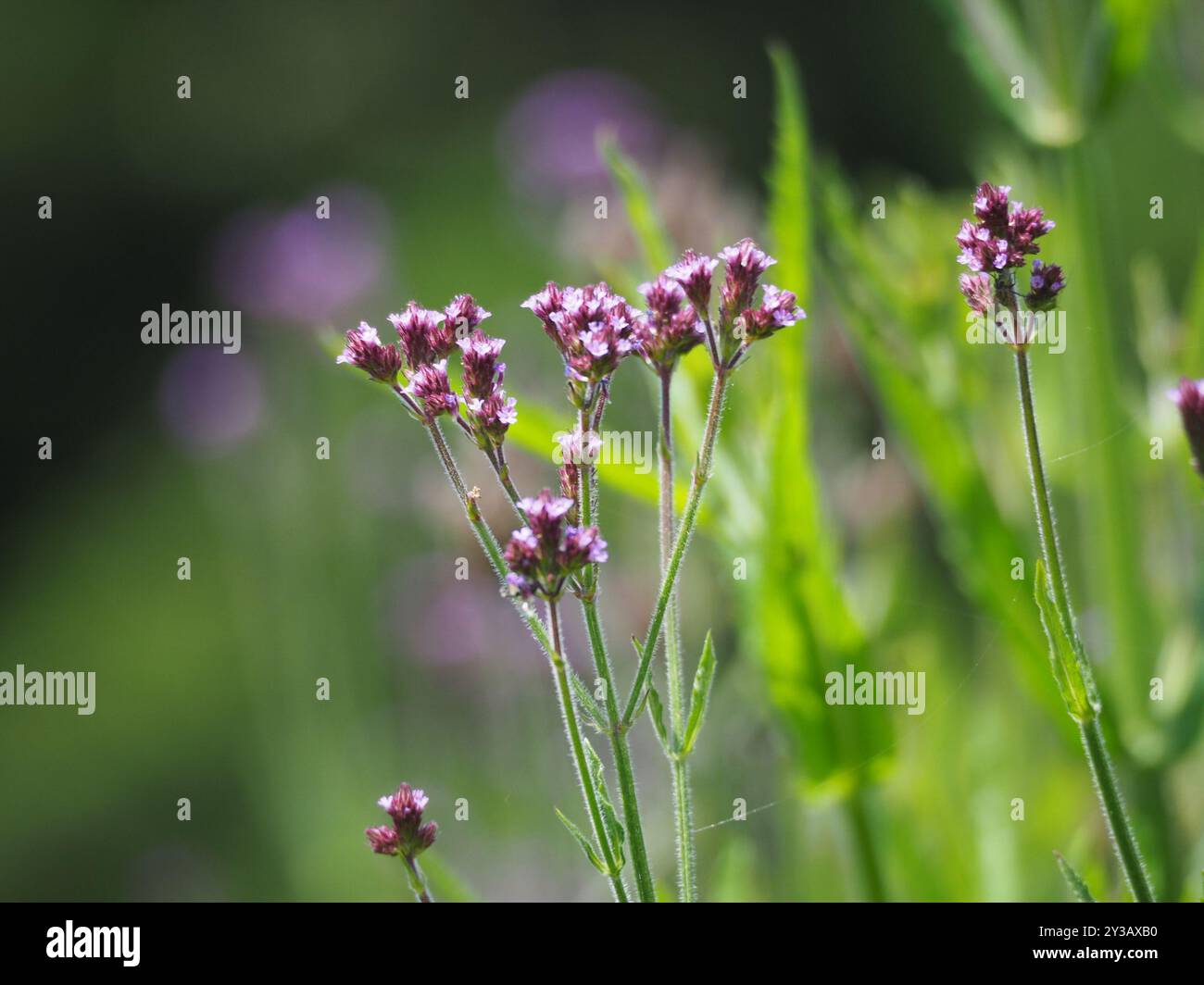 purpletop vervain (Verbena bonariensis) Plantae Stock Photo - Alamy
