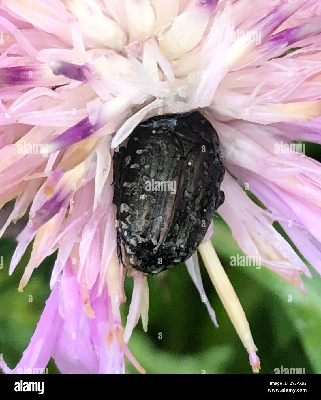 Mediterranean Spotted Chafer (Oxythyrea funesta) Insecta Stock Photo ...