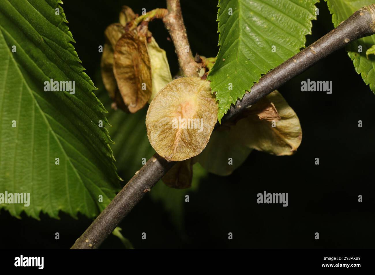 Wych Elm (Ulmus glabra) Plantae Stock Photo - Alamy