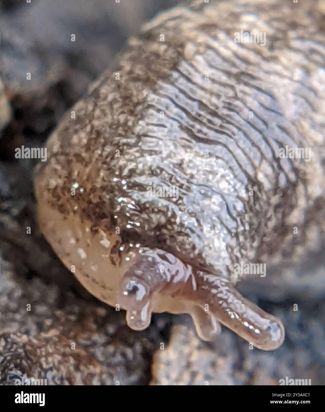 Milky Slug (Deroceras reticulatum) Mollusca Stock Photo - Alamy