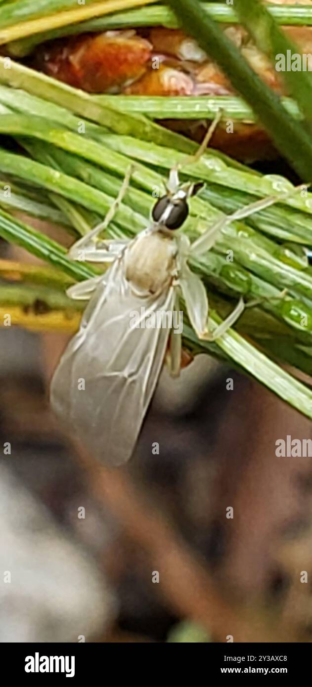 Dance Flies, Long-legged Flies, and Allies (Empidoidea) Insecta Stock ...
