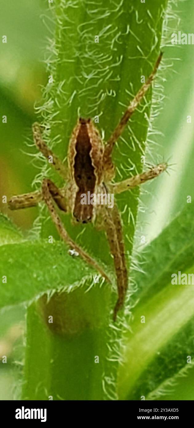American Nursery Web Spider (Pisaurina mira) Arachnida Stock Photo - Alamy