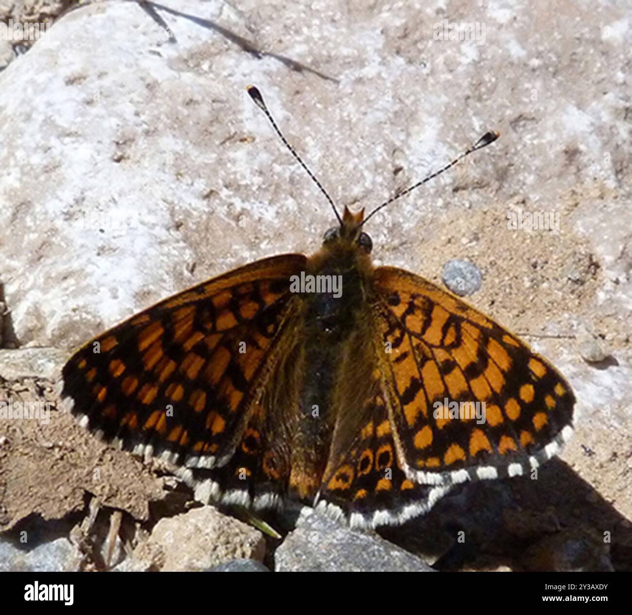 Glanville Fritillary (Melitaea cinxia) Insecta Stock Photo - Alamy