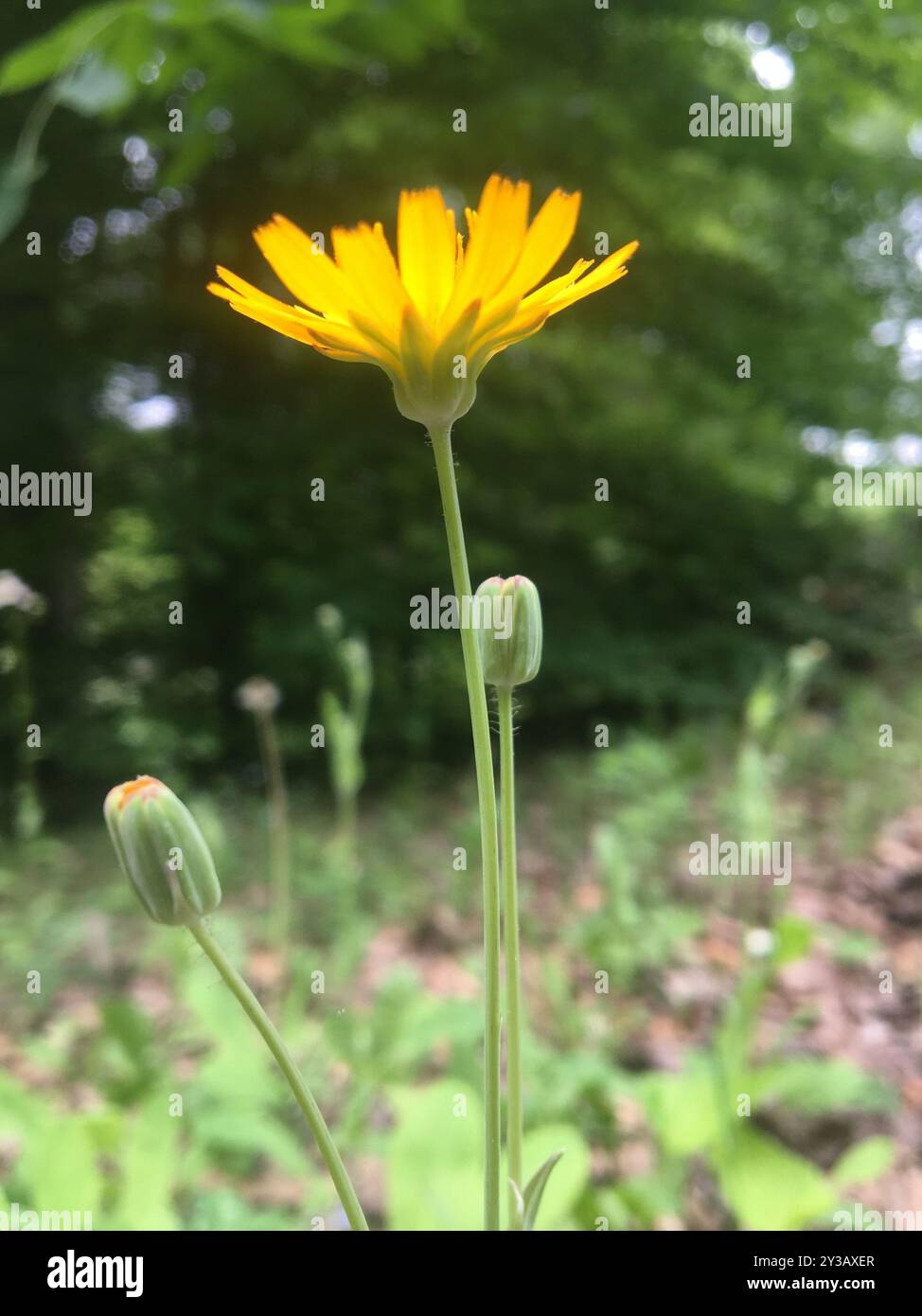 Two-flower Dwarf-dandelion (Krigia biflora) Plantae Stock Photo - Alamy