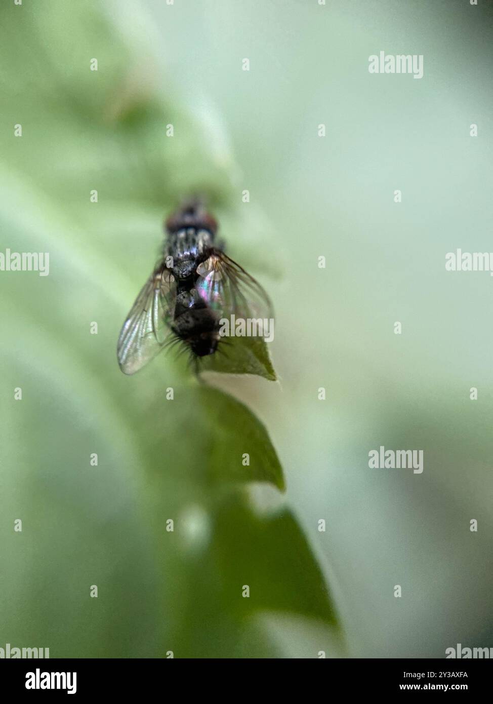 Blue Blowfly (Calliphora vicina) Insecta Stock Photo - Alamy