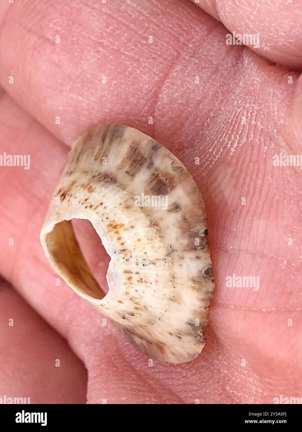 Rough Keyhole Limpet (Diodora aspera) Mollusca Stock Photo - Alamy