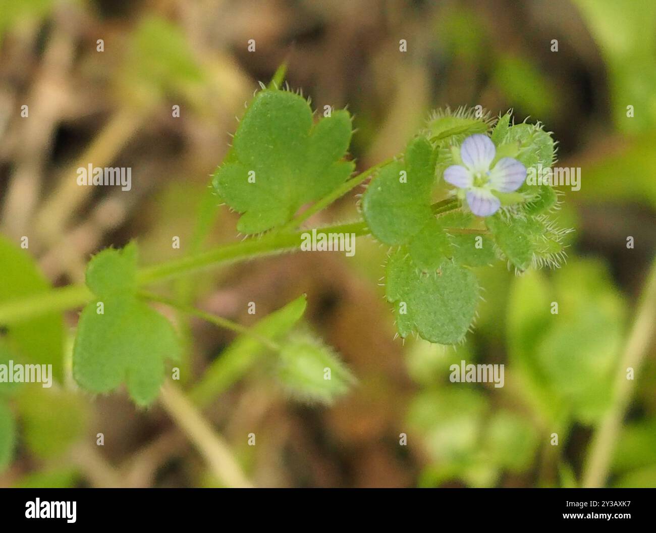 Ivy-leaved Speedwell (Veronica hederifolia) Plantae Stock Photo - Alamy