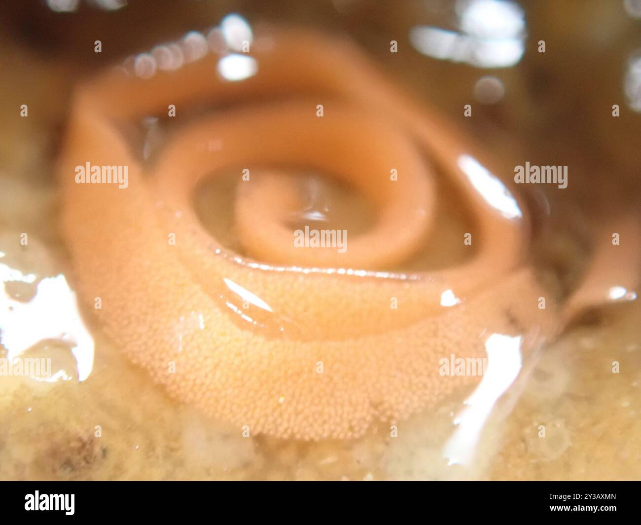 Aldisa sanguinea hi-res stock photography and images - Alamy