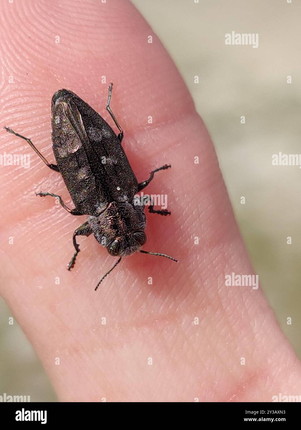 Sifting Metallic Wood-borer (Chrysobothris cribraria) Insecta Stock ...
