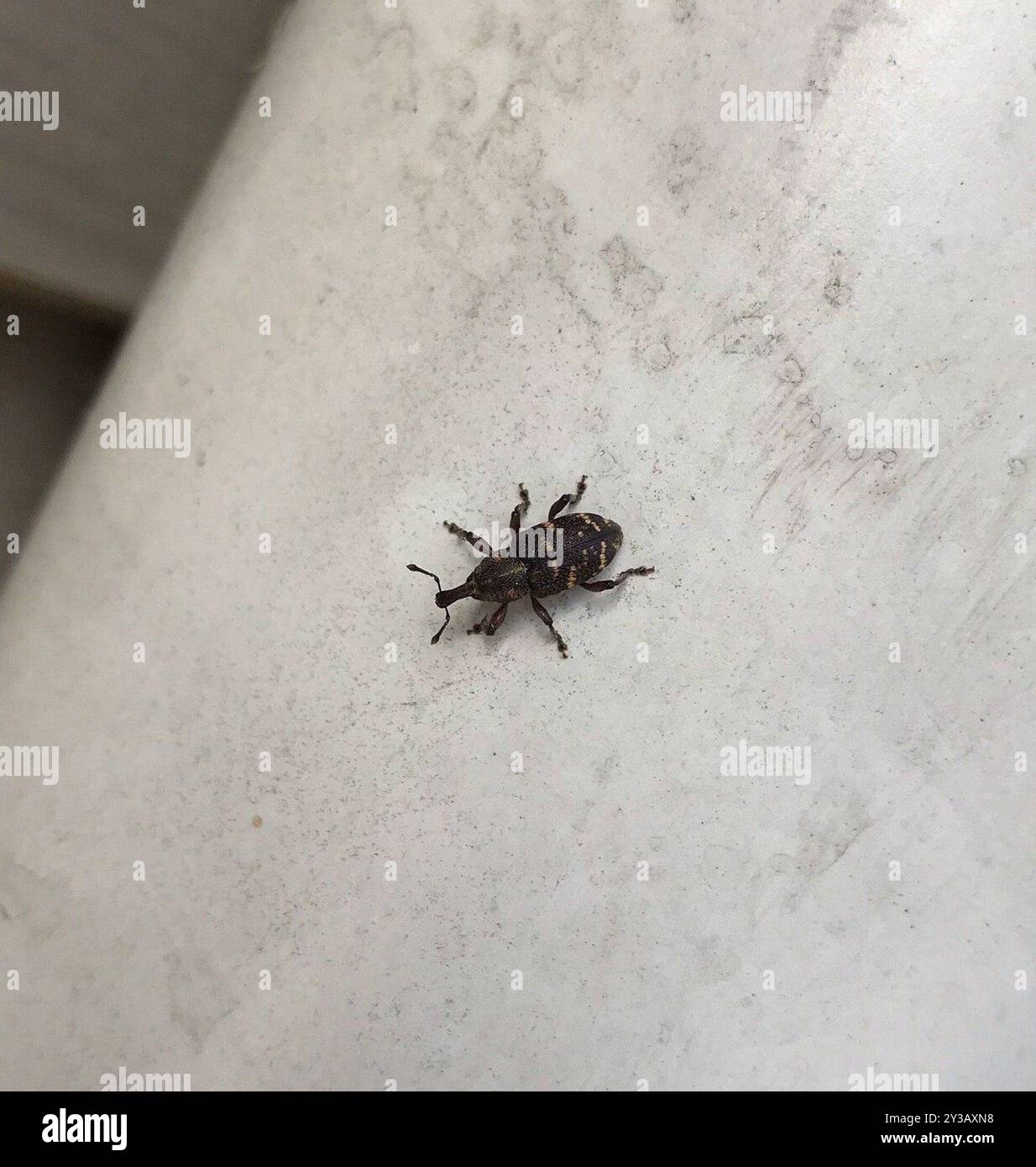 Large Pine Weevil (Hylobius abietis) Insecta Stock Photo - Alamy