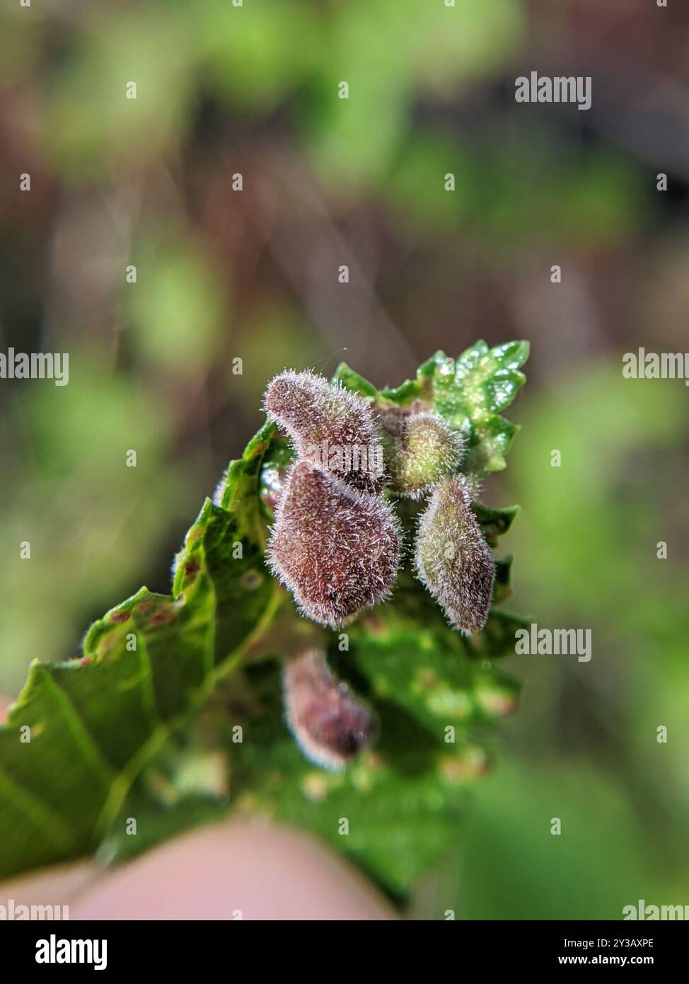 Rice Root Aphid (Tetraneura akinire) Insecta Stock Photo - Alamy