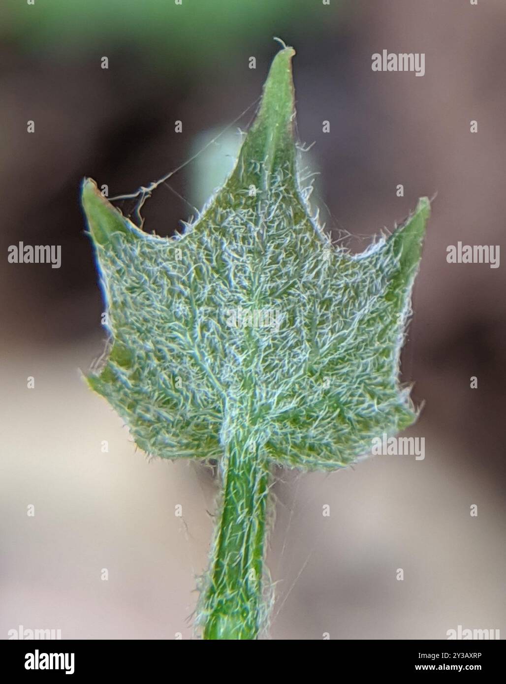 moonseed (Menispermum canadense) Plantae Stock Photo - Alamy