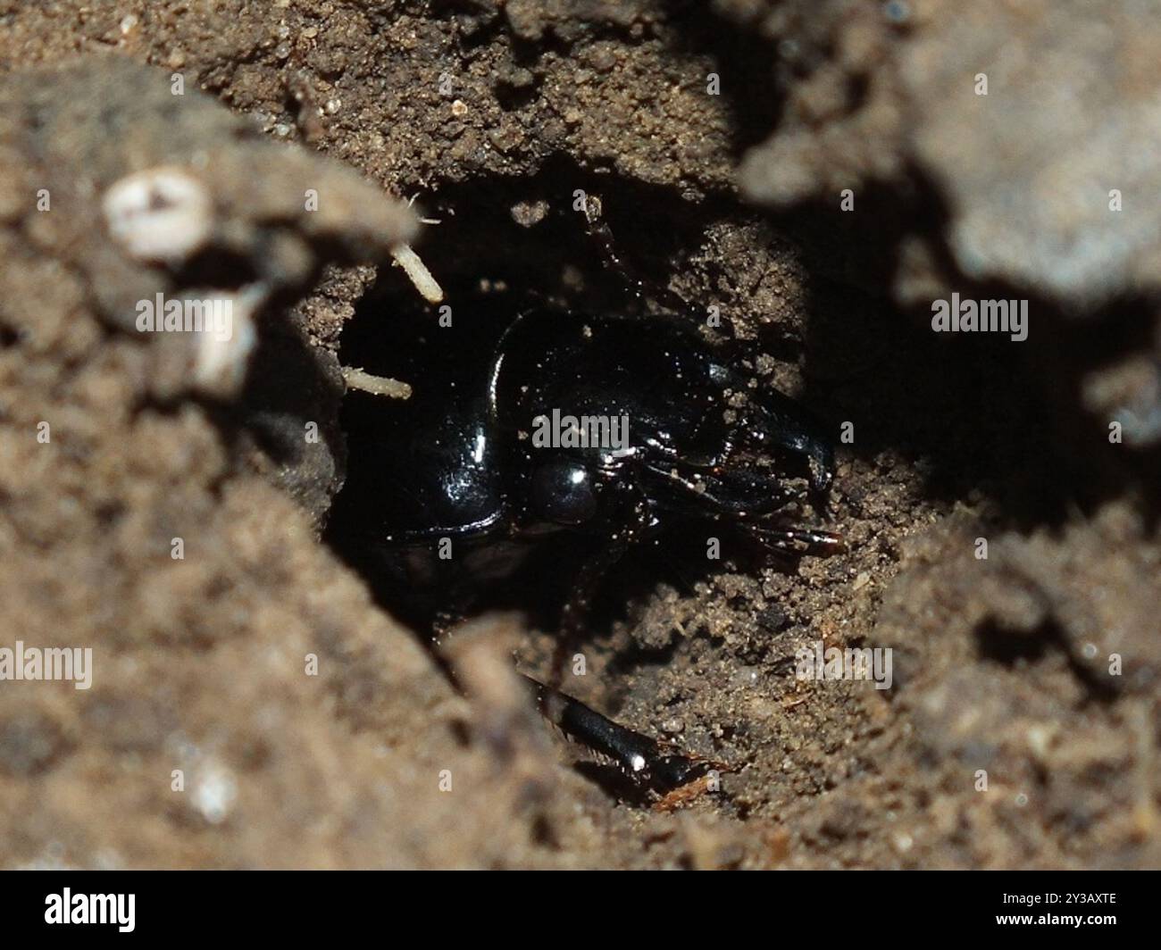 Broscus hi-res stock photography and images - Alamy