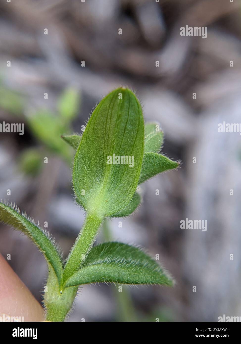 Dwarf Mouse-ear (Cerastium pumilum) Plantae Stock Photo - Alamy