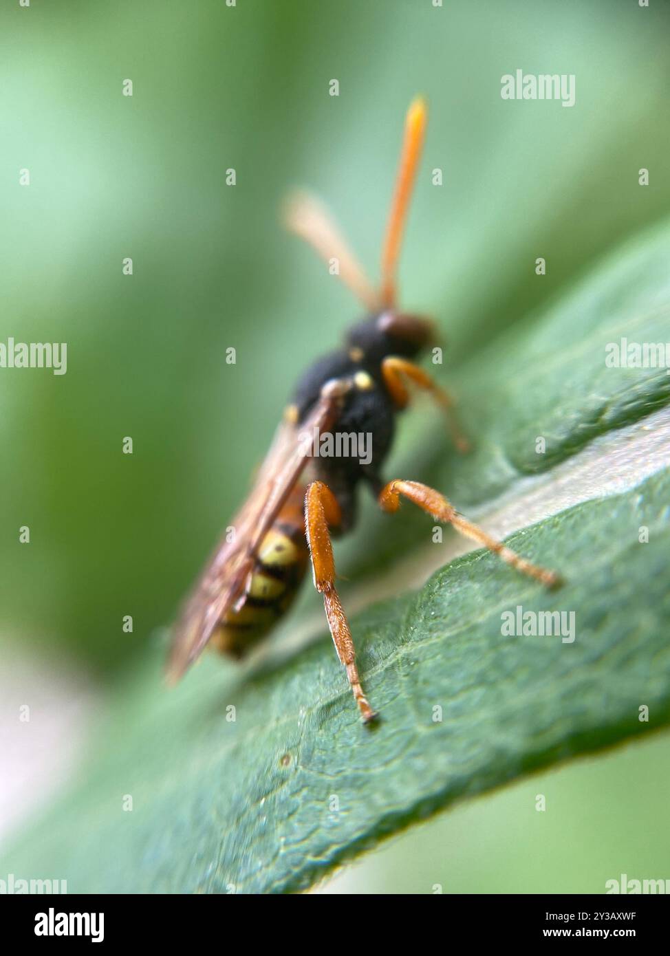 Nomad Bees (Nomada) Insecta Stock Photo - Alamy