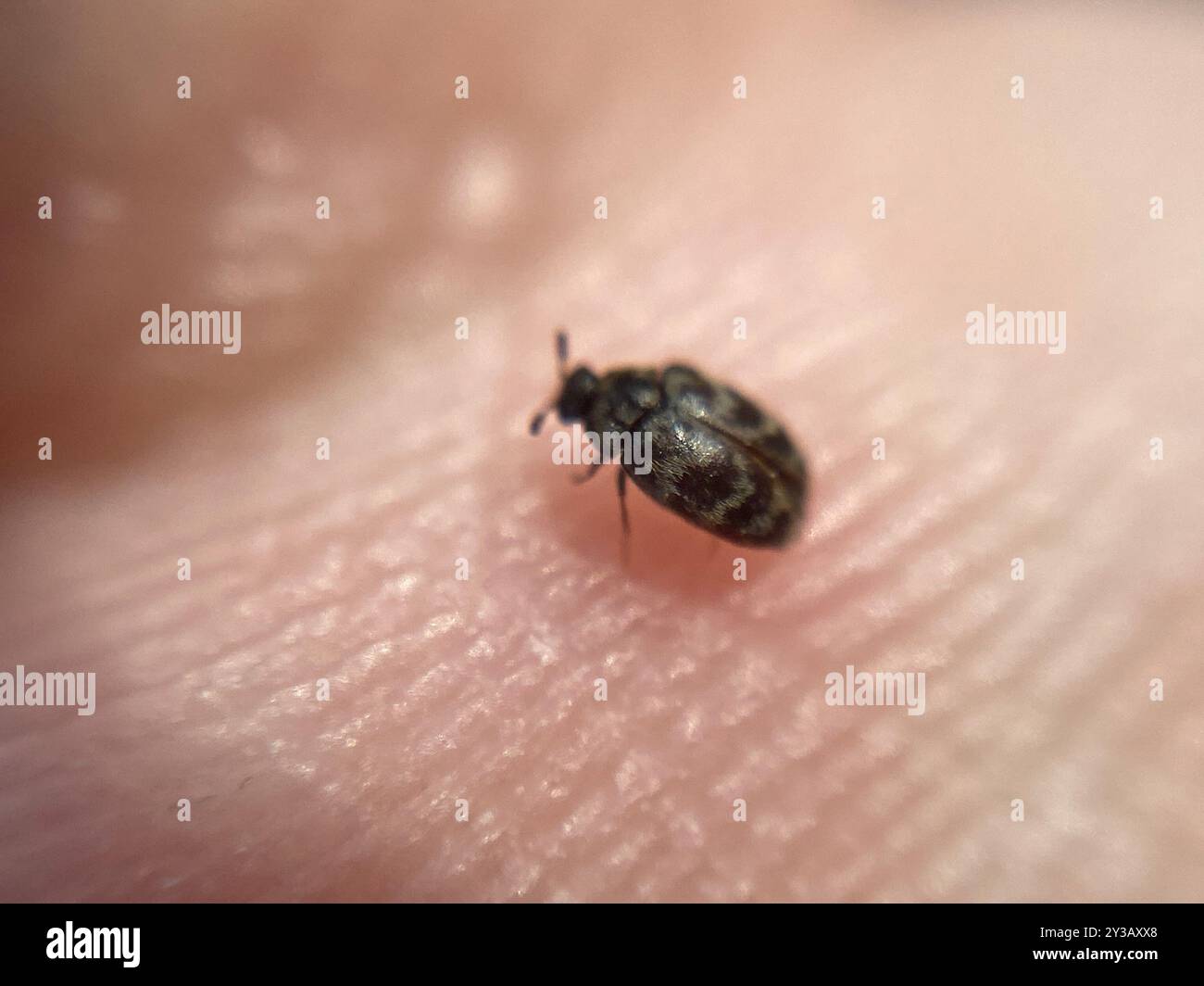 Australian Carpet Beetle (Anthrenocerus australis) Insecta Stock Photo ...