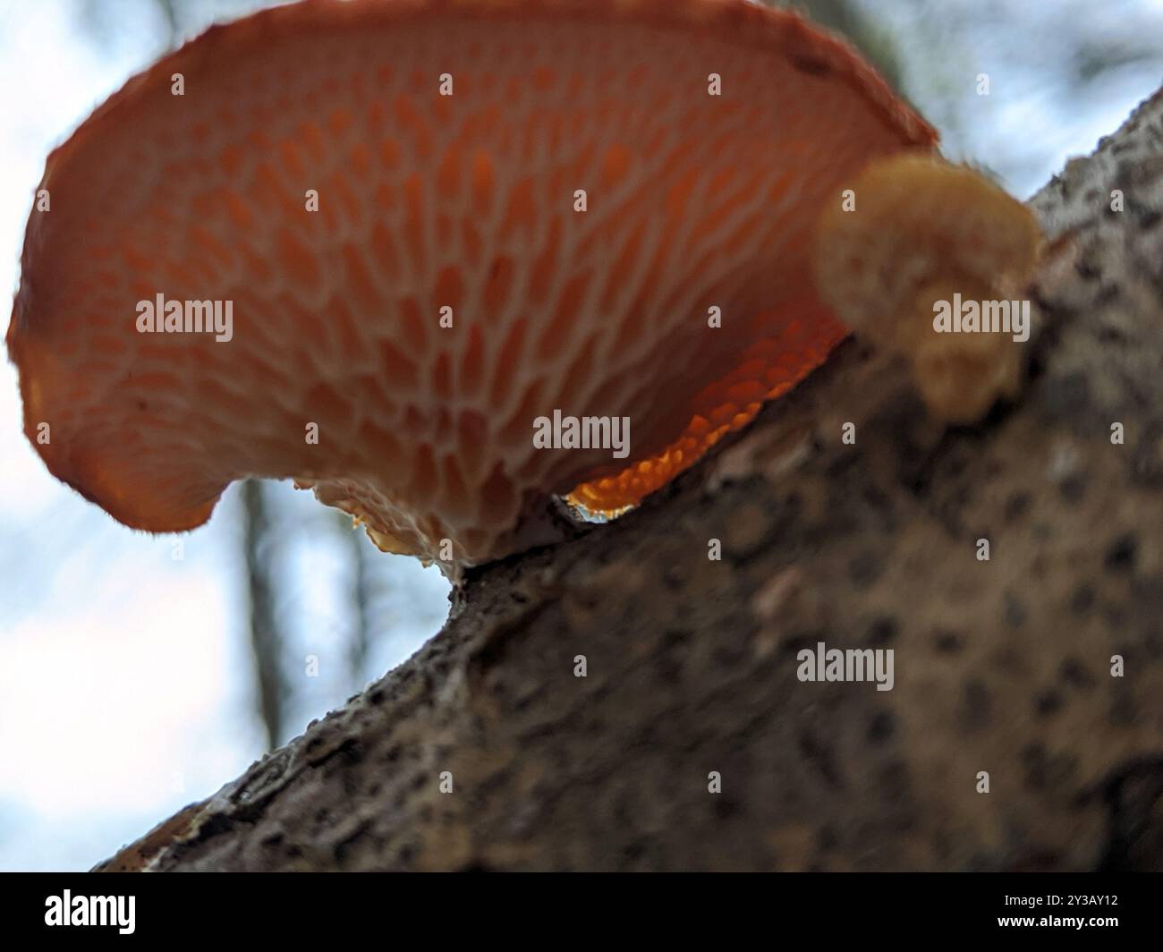 hexagonal-pored polypore (Neofavolus alveolaris) Fungi Stock Photo - Alamy