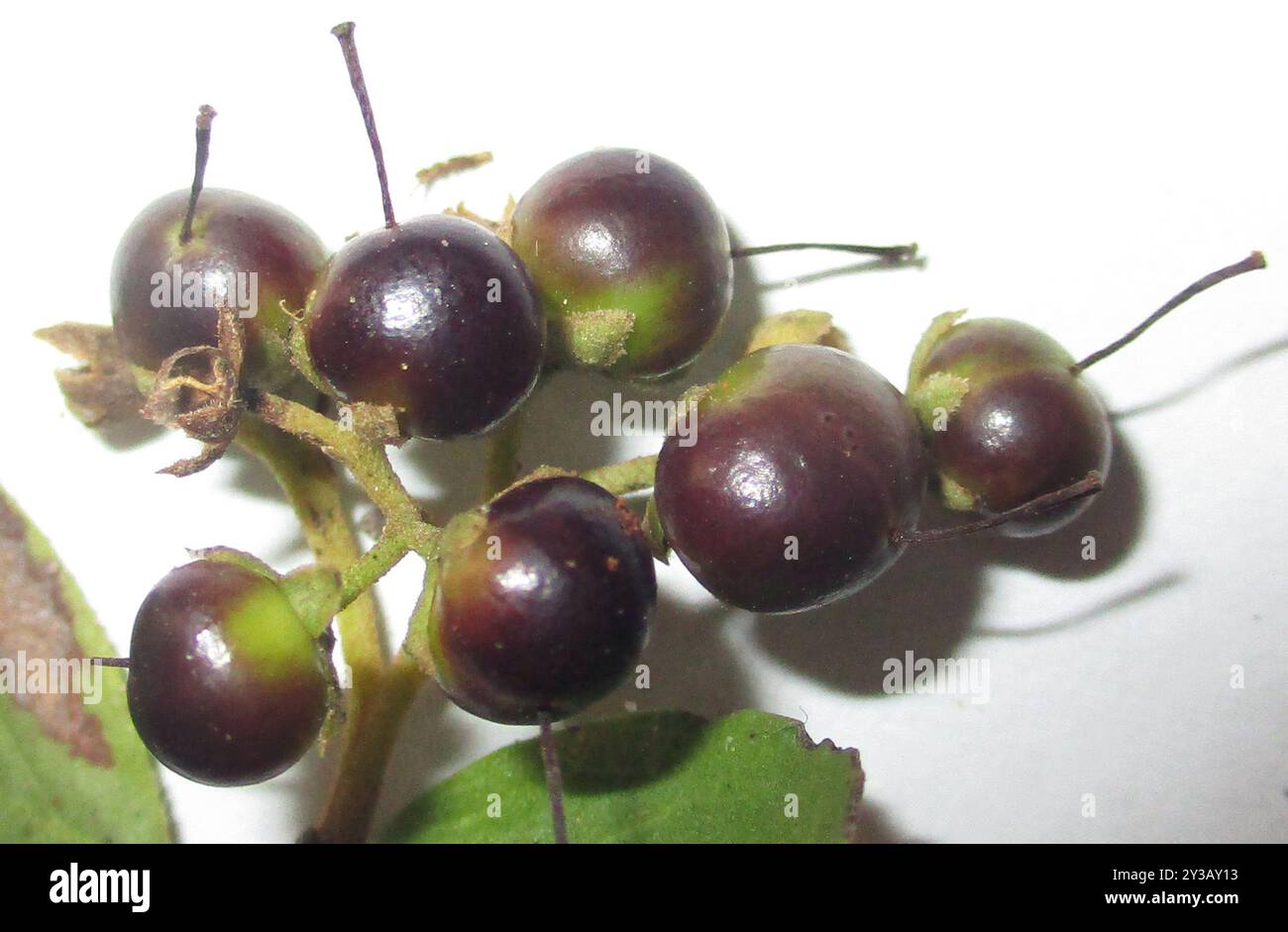 Puzzle Bush (Ehretia rigida) Plantae Stock Photo - Alamy
