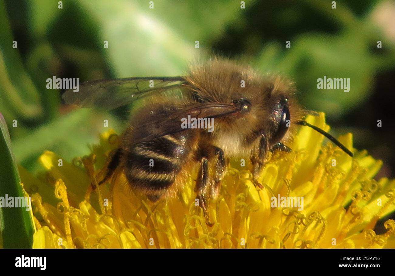 Horn-faced Mason Bee (Osmia cornifrons) Insecta Stock Photo - Alamy