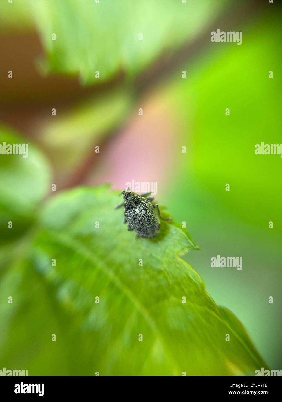 Cabbage Stem Weevil (Ceutorhynchus pallidactylus) Insecta Stock Photo ...