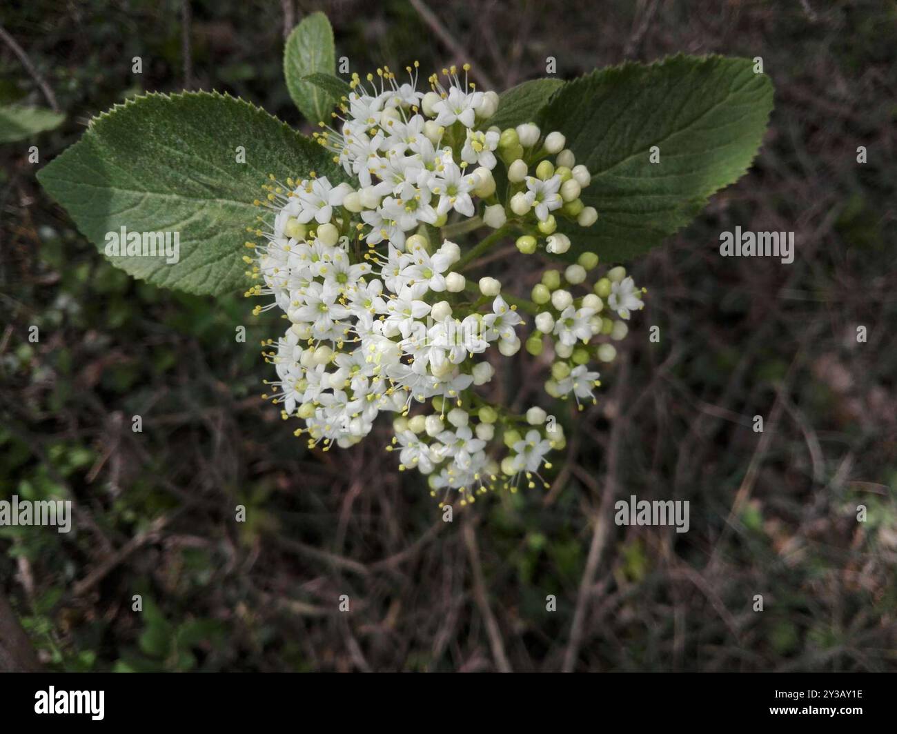 Wayfaring-tree (Viburnum lantana) Plantae Stock Photo - Alamy