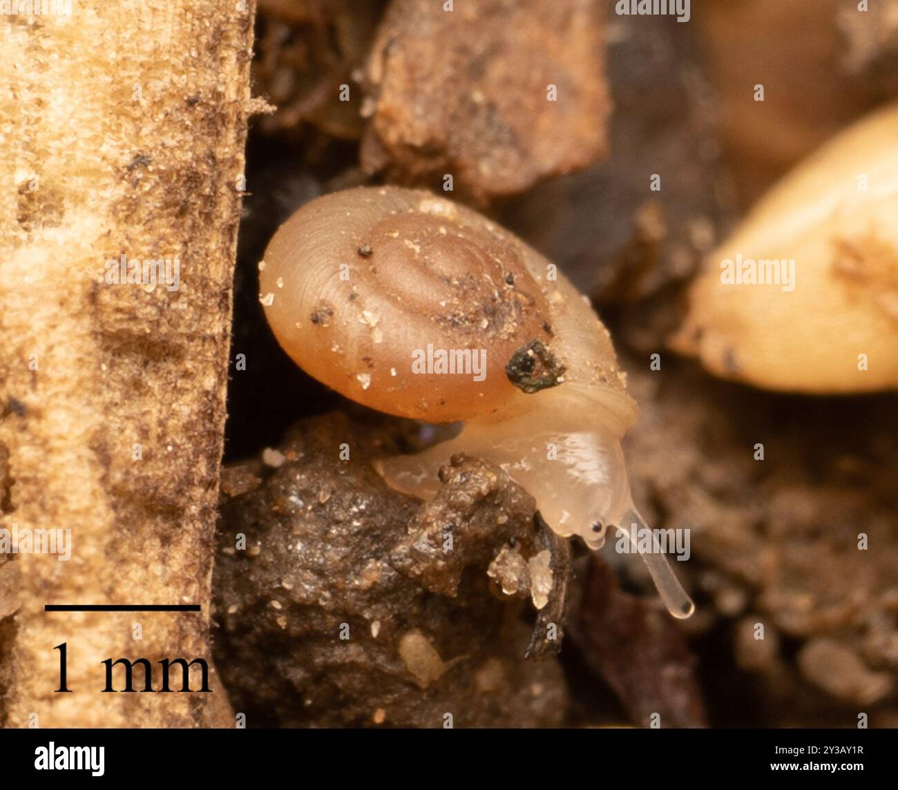Grass-snails (Vallonia) Mollusca Stock Photo - Alamy