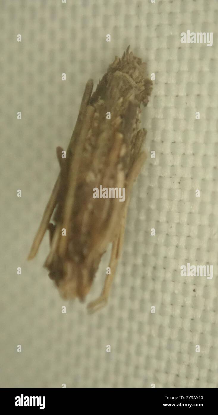 Common Bagworm Moth (Psyche casta) Insecta Stock Photo - Alamy