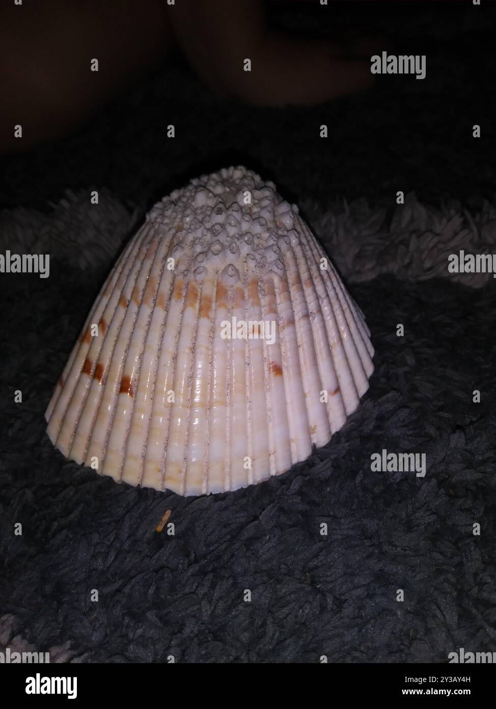 Giant Atlantic Cockle (Dinocardium robustum) Mollusca Stock Photo - Alamy