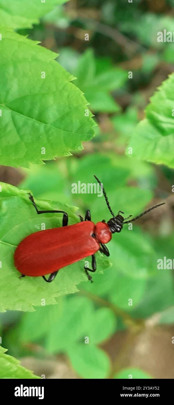 Black-headed Cardinal Beetle (Pyrochroa coccinea) Insecta Stock Photo ...