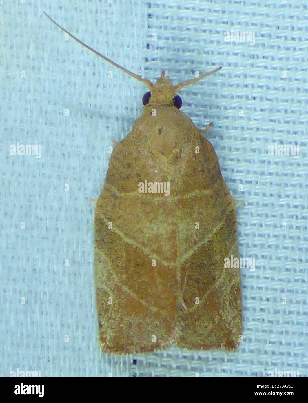 Three-lined Leafroller Moth (Pandemis limitata) Insecta Stock Photo - Alamy