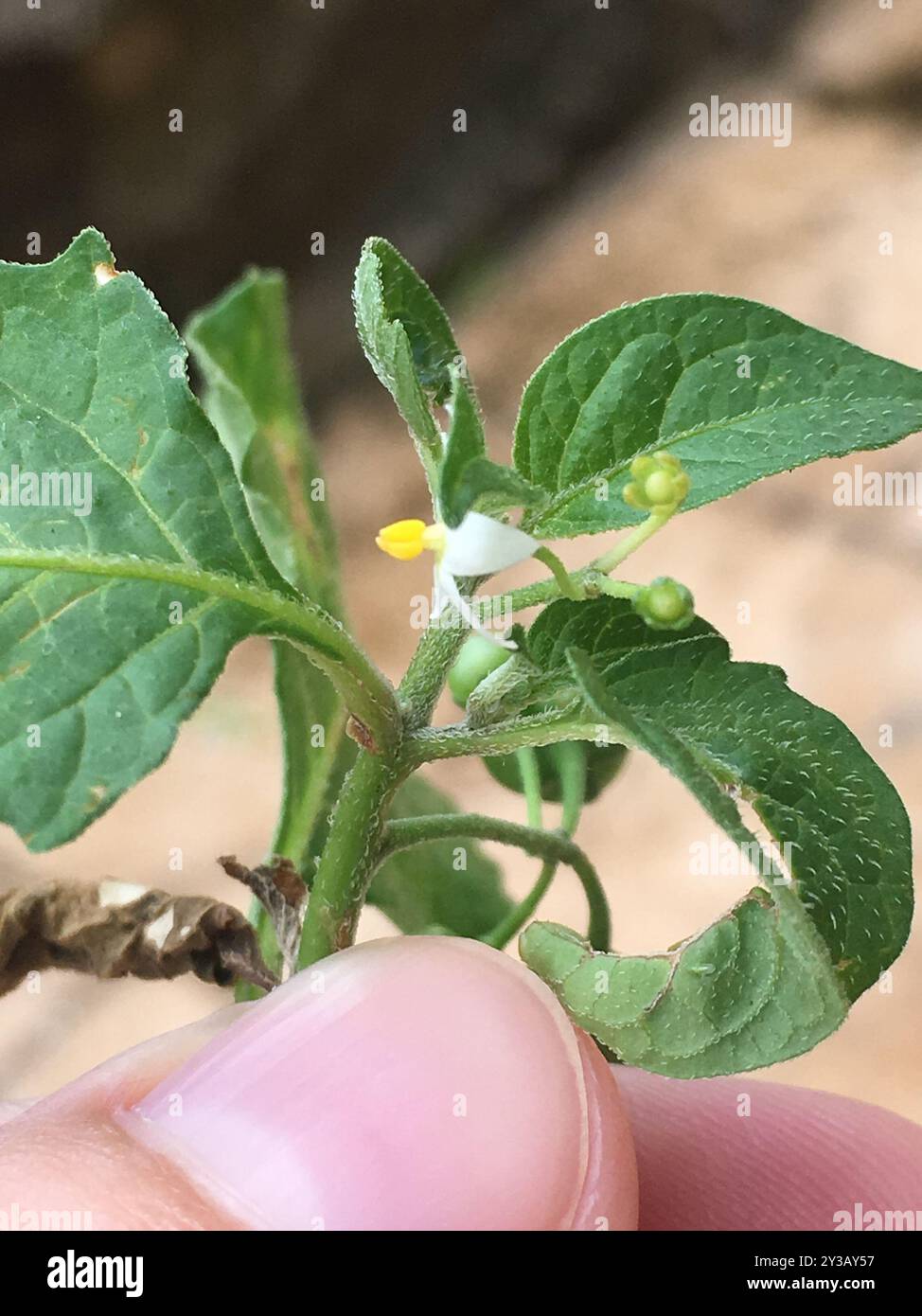 American black nightshade (Solanum americanum) Plantae Stock Photo - Alamy