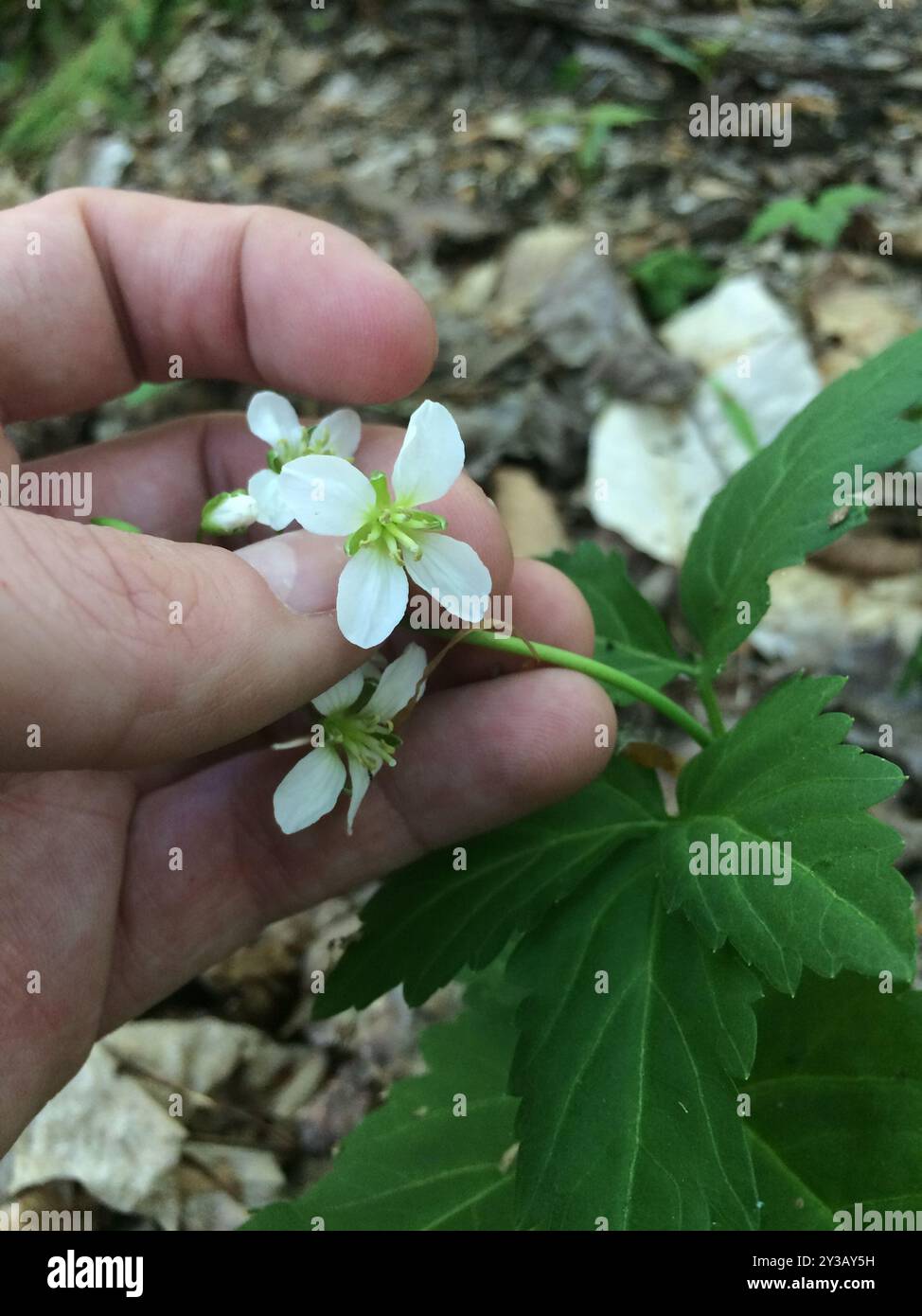 Two-leaved Toothwort (Cardamine diphylla) Plantae Stock Photo - Alamy