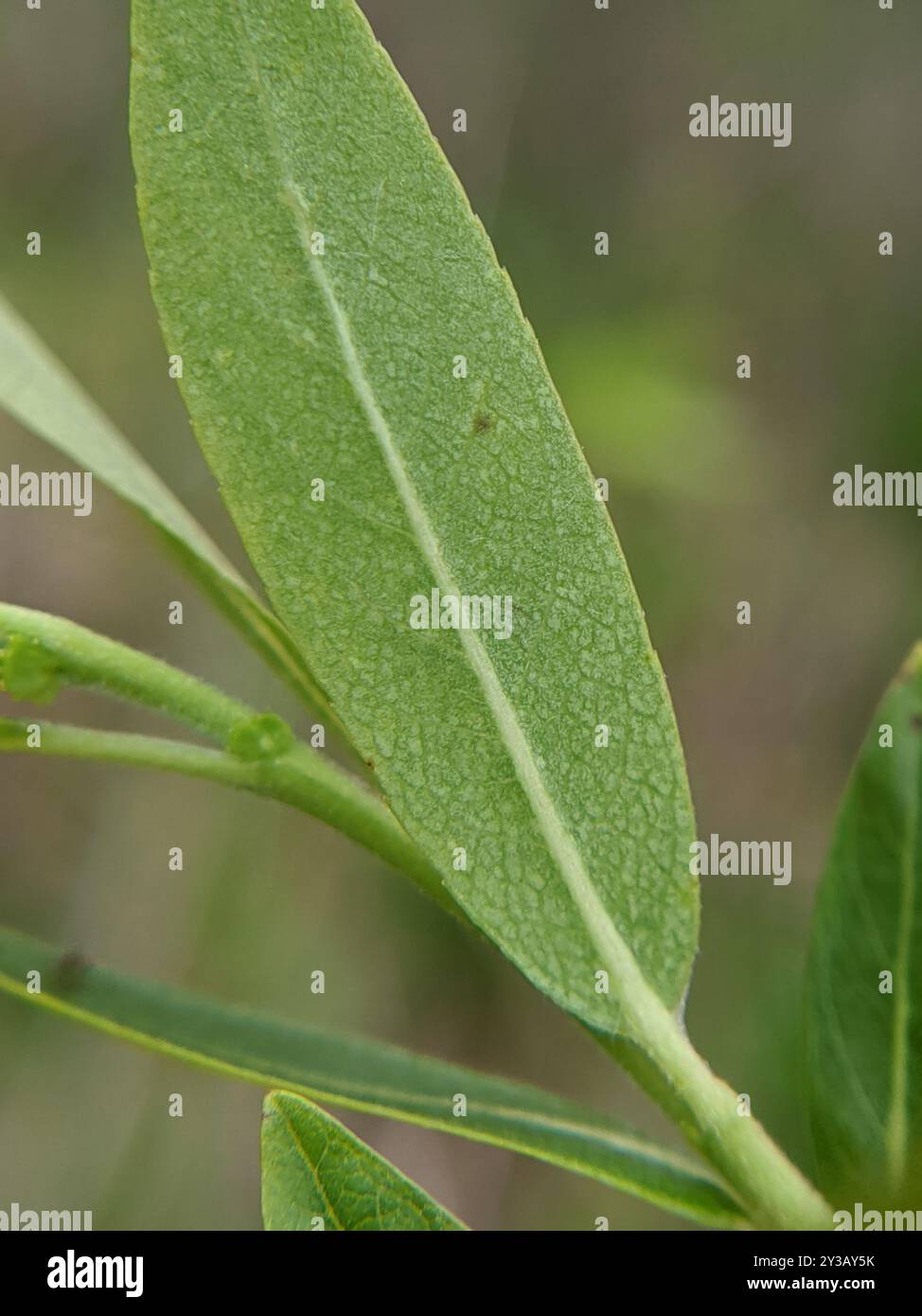 pussy willow (Salix discolor) Plantae Stock Photo - Alamy