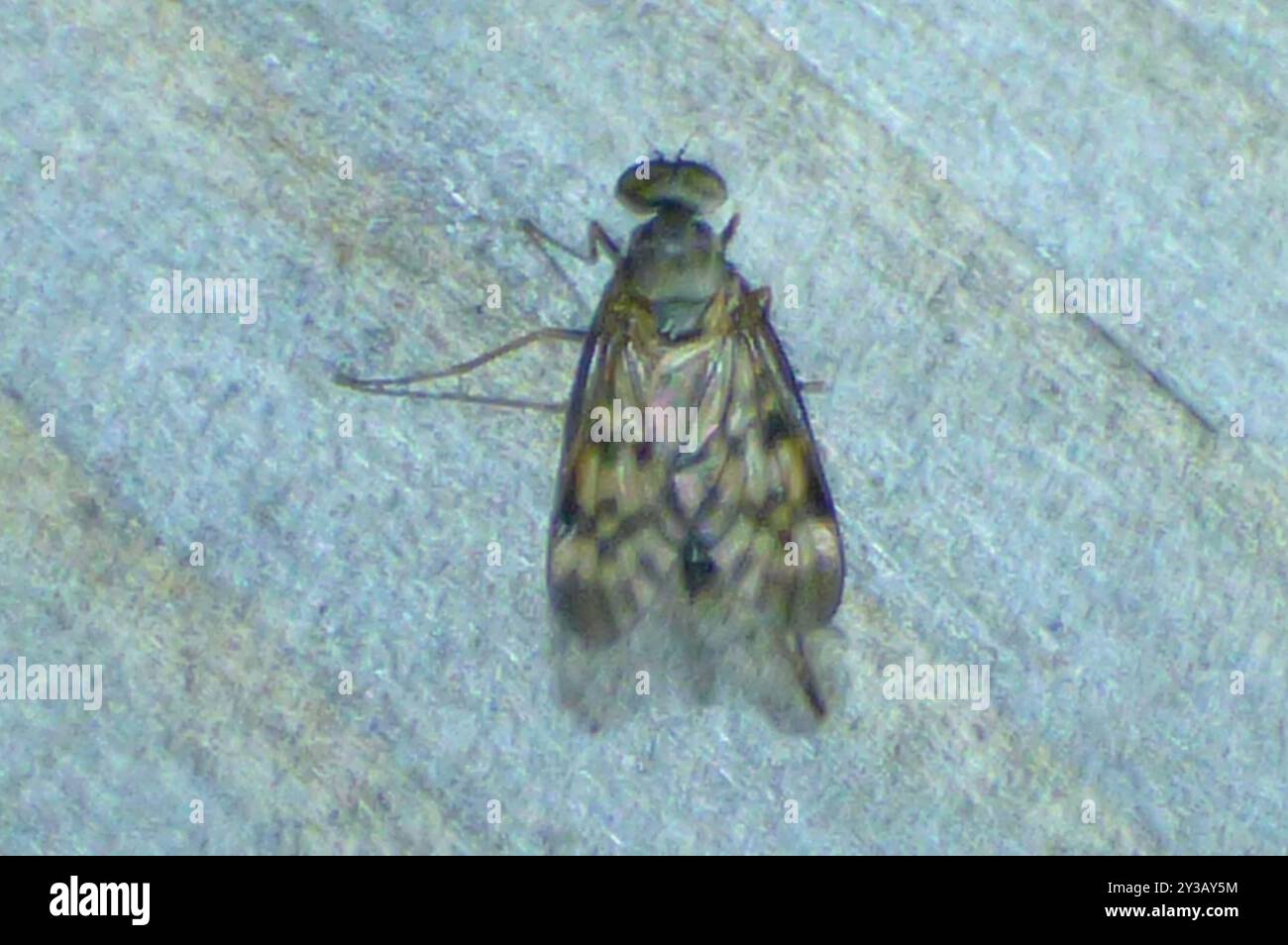 Lesser Variegated Snipe Fly (Rhagio punctipennis) Insecta Stock Photo ...