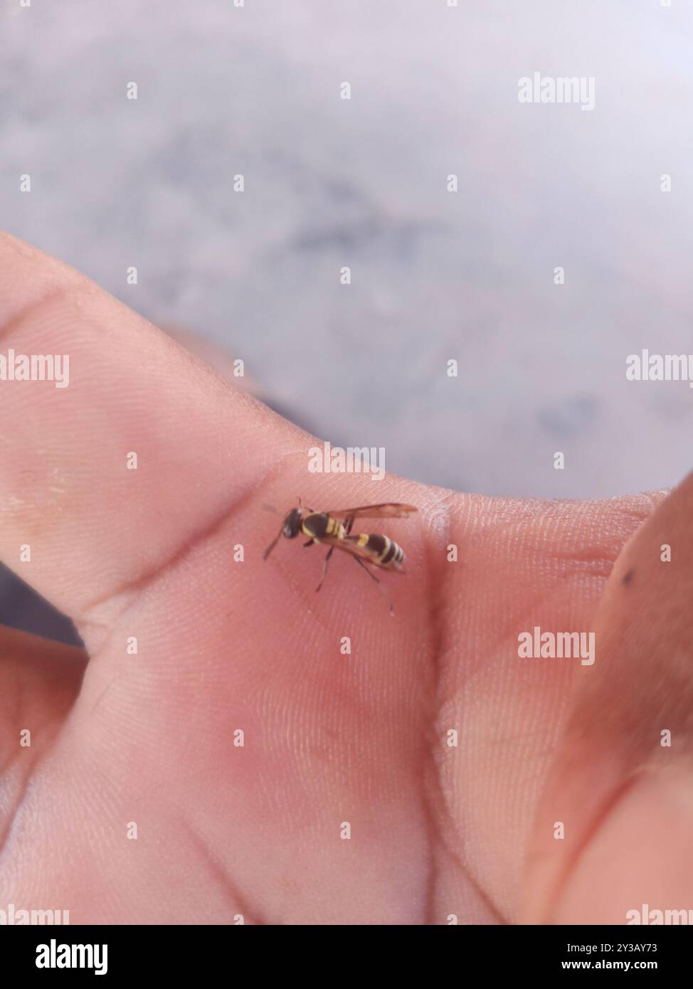 Yellow-banded Polybia Wasp (Polybia occidentalis) Insecta Stock Photo ...