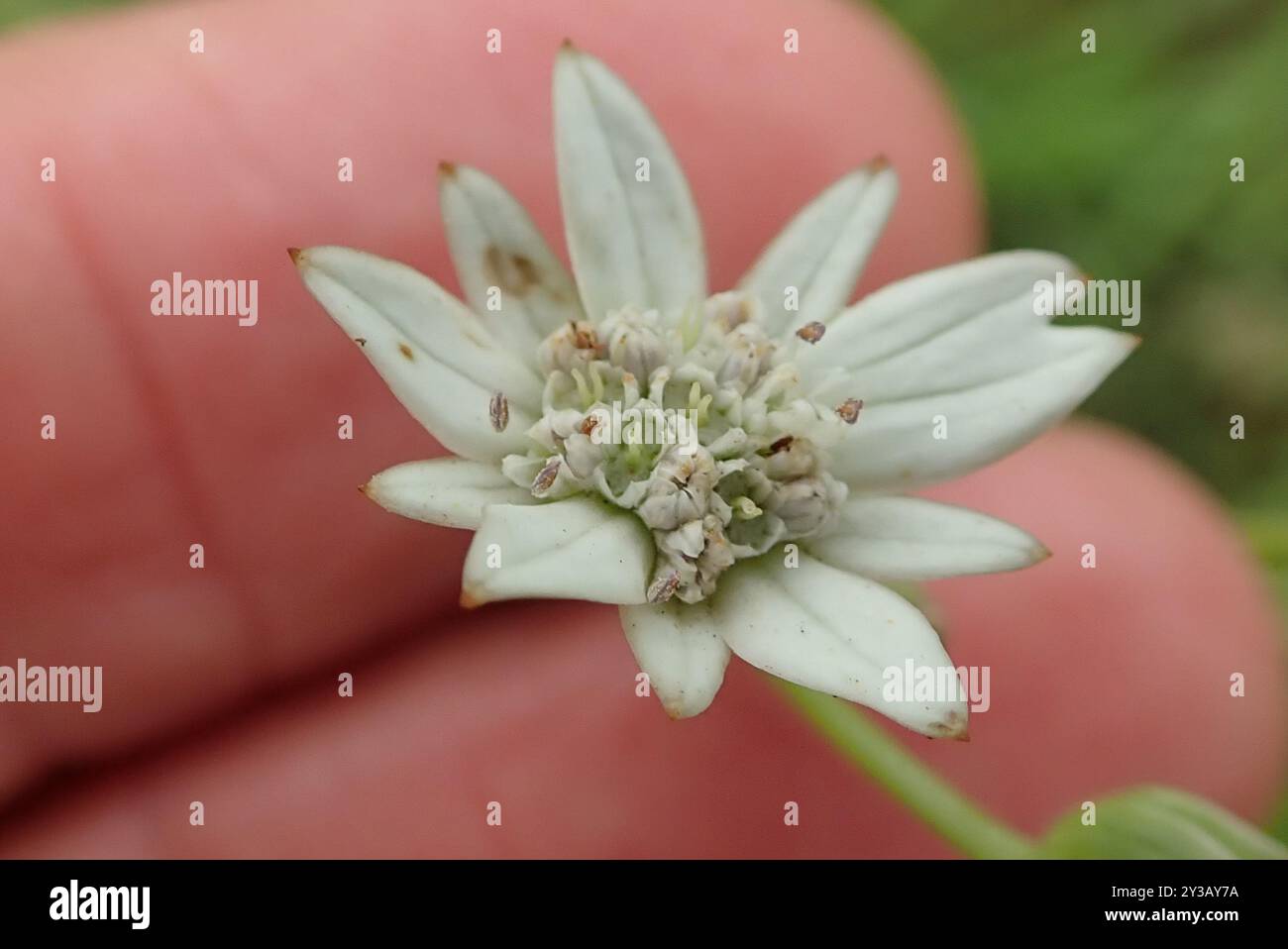 Fivefive Ministar (Alepidea peduncularis) Plantae Stock Photo - Alamy