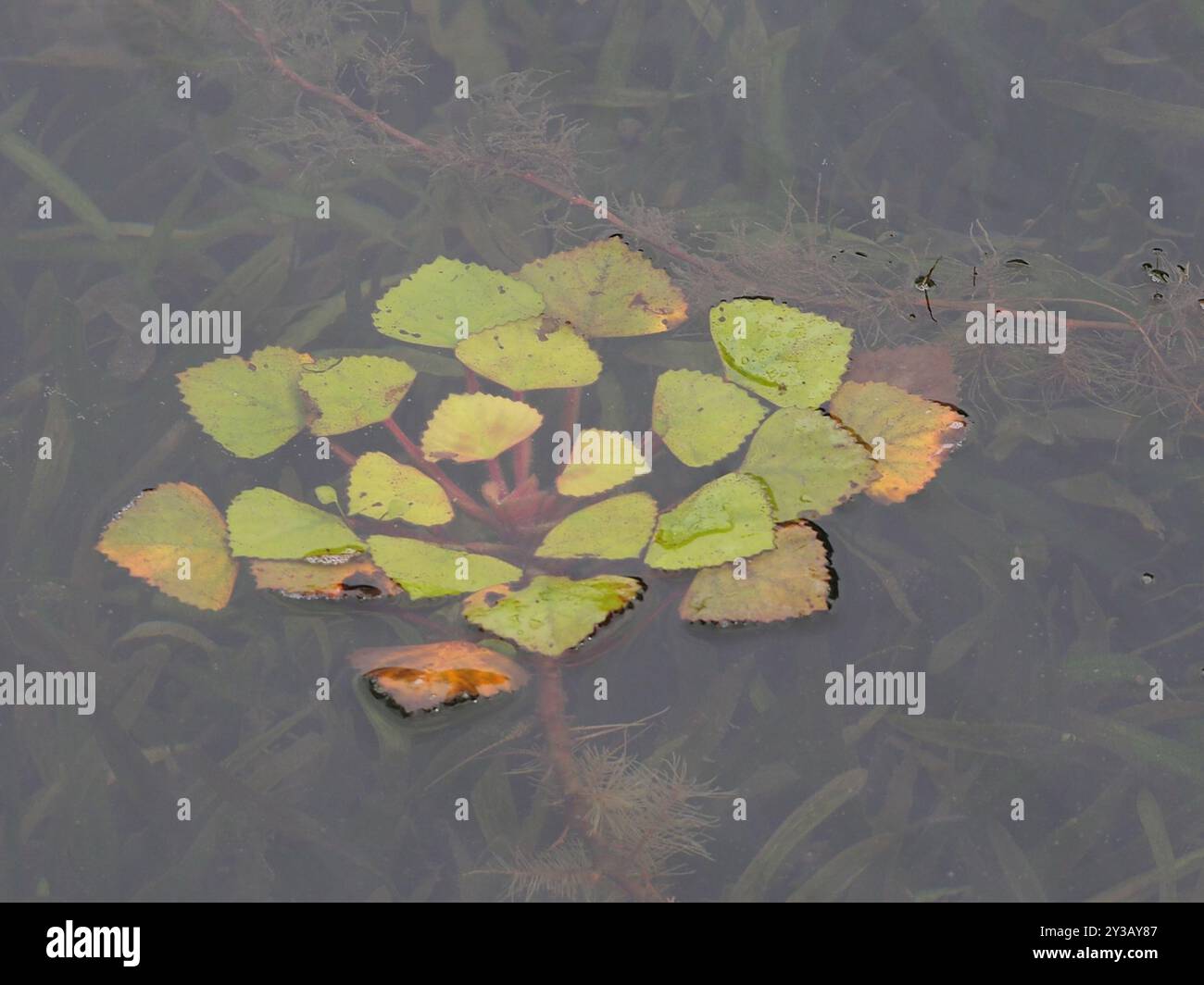 Water caltrop (Trapa natans) Plantae Stock Photo - Alamy